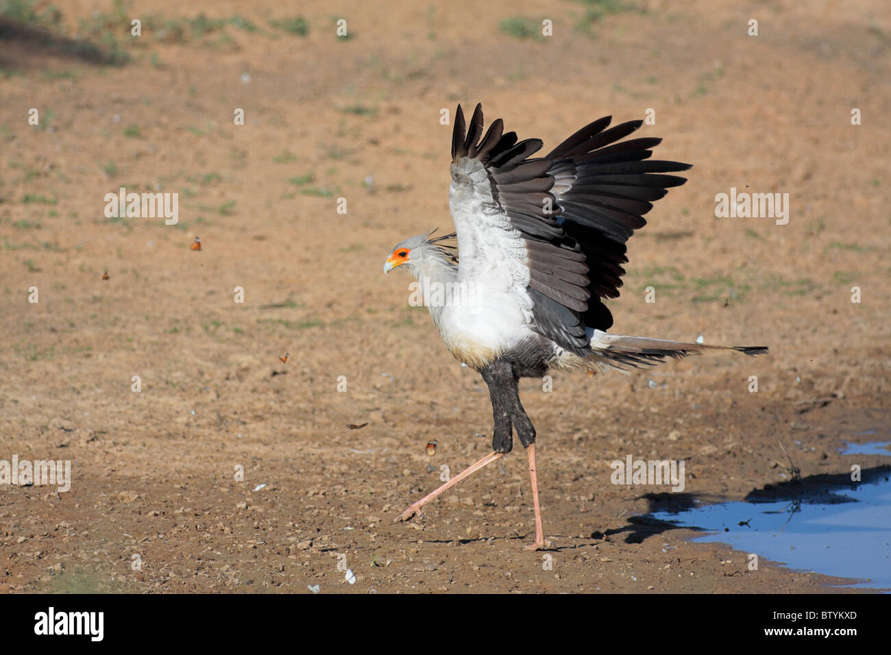Secretary bird flying hi-res stock photography and images - Alamy