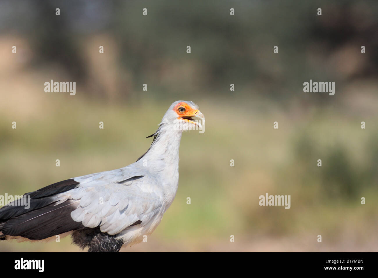 secretary bird in profile Stock Photo - Alamy