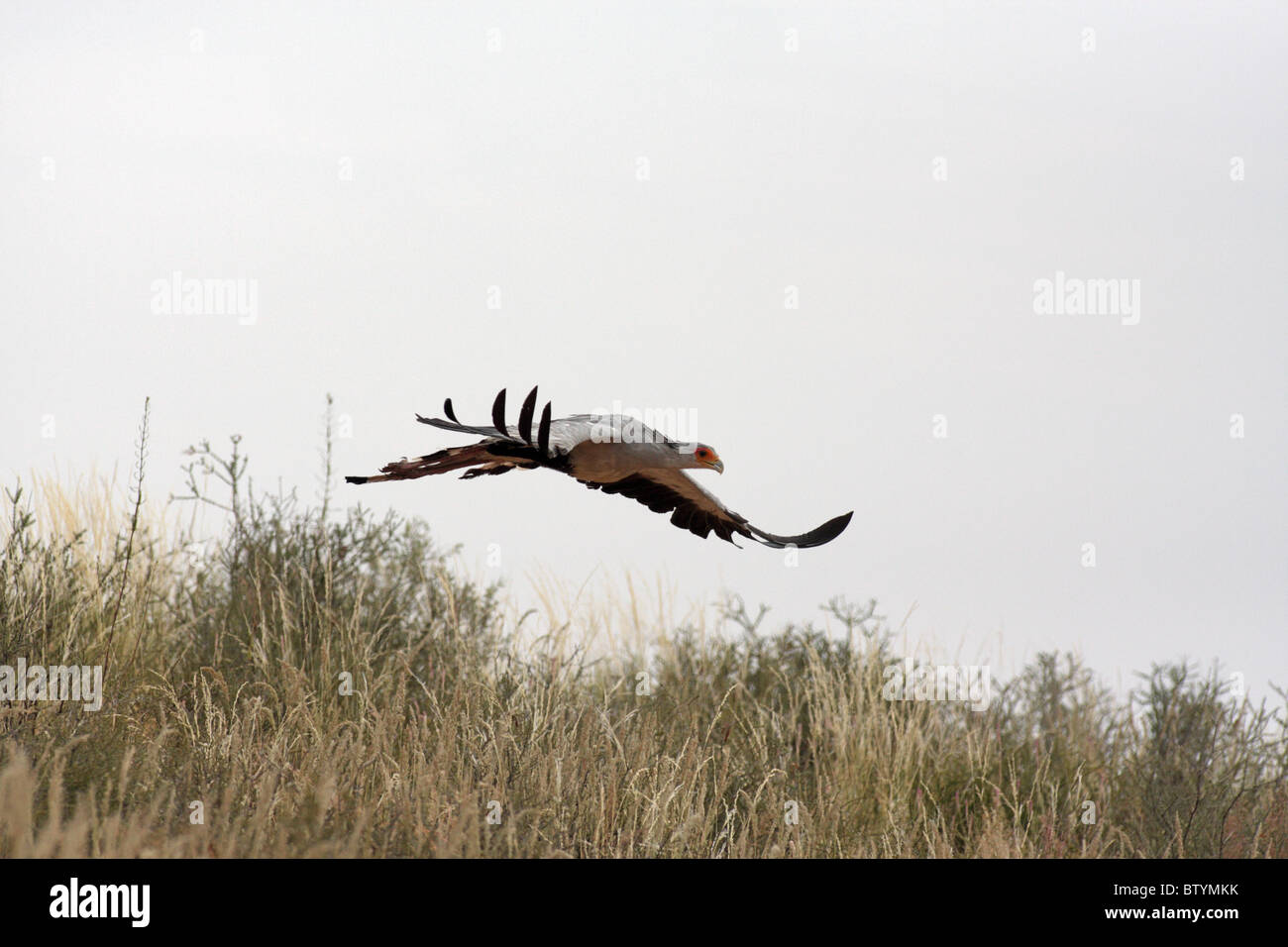 secretary bird in profile Stock Photo - Alamy