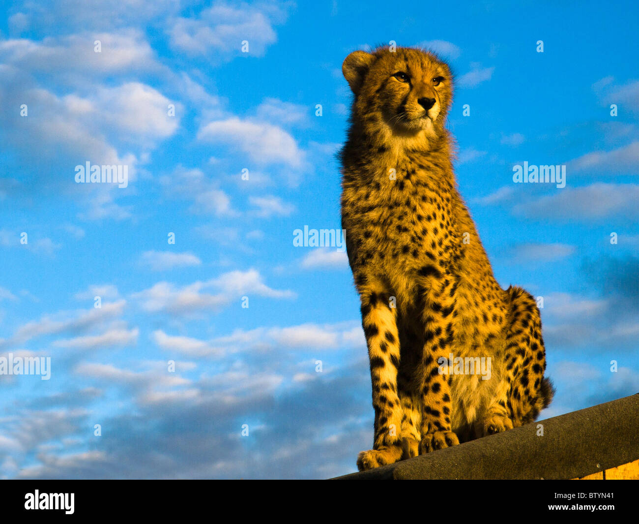 A proud cheetah scrutinizes his future Stock Photo - Alamy