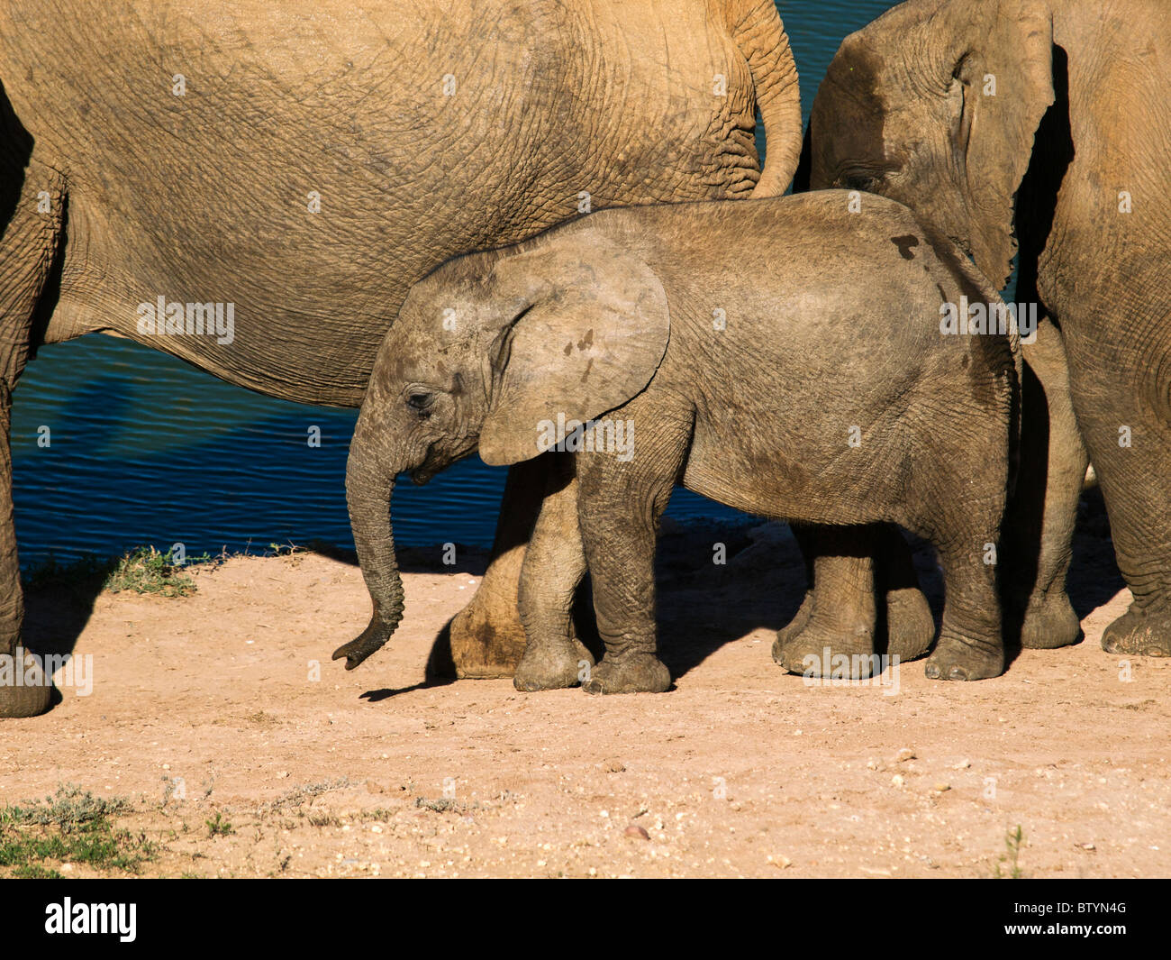 Cub of elephant hi-res stock photography and images - Alamy