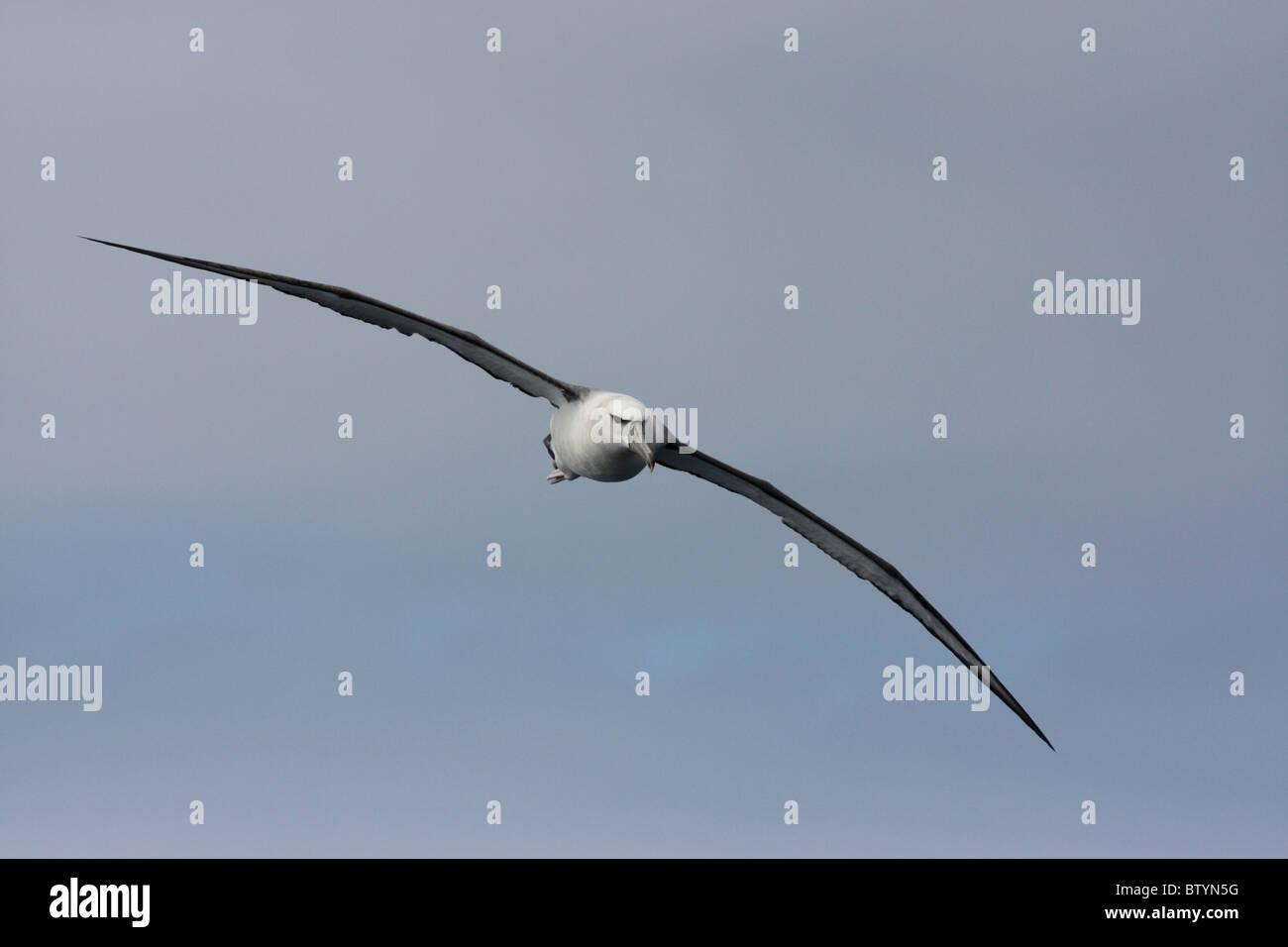shy albatross in flight over sea Stock Photo - Alamy