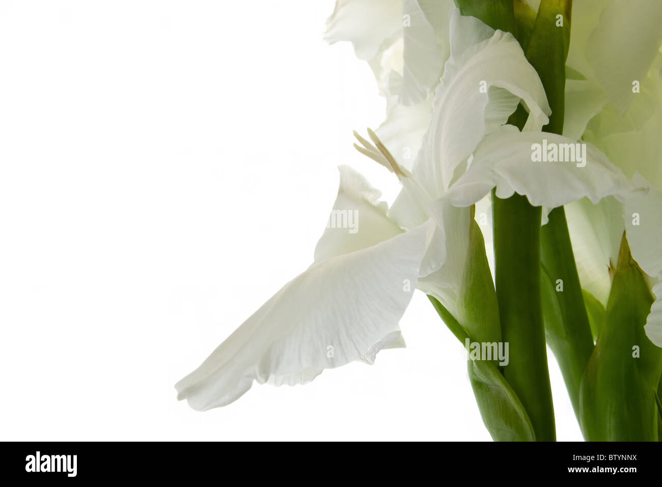 Gladiolus The Bride High Resolution Stock Photography and Images - Alamy
