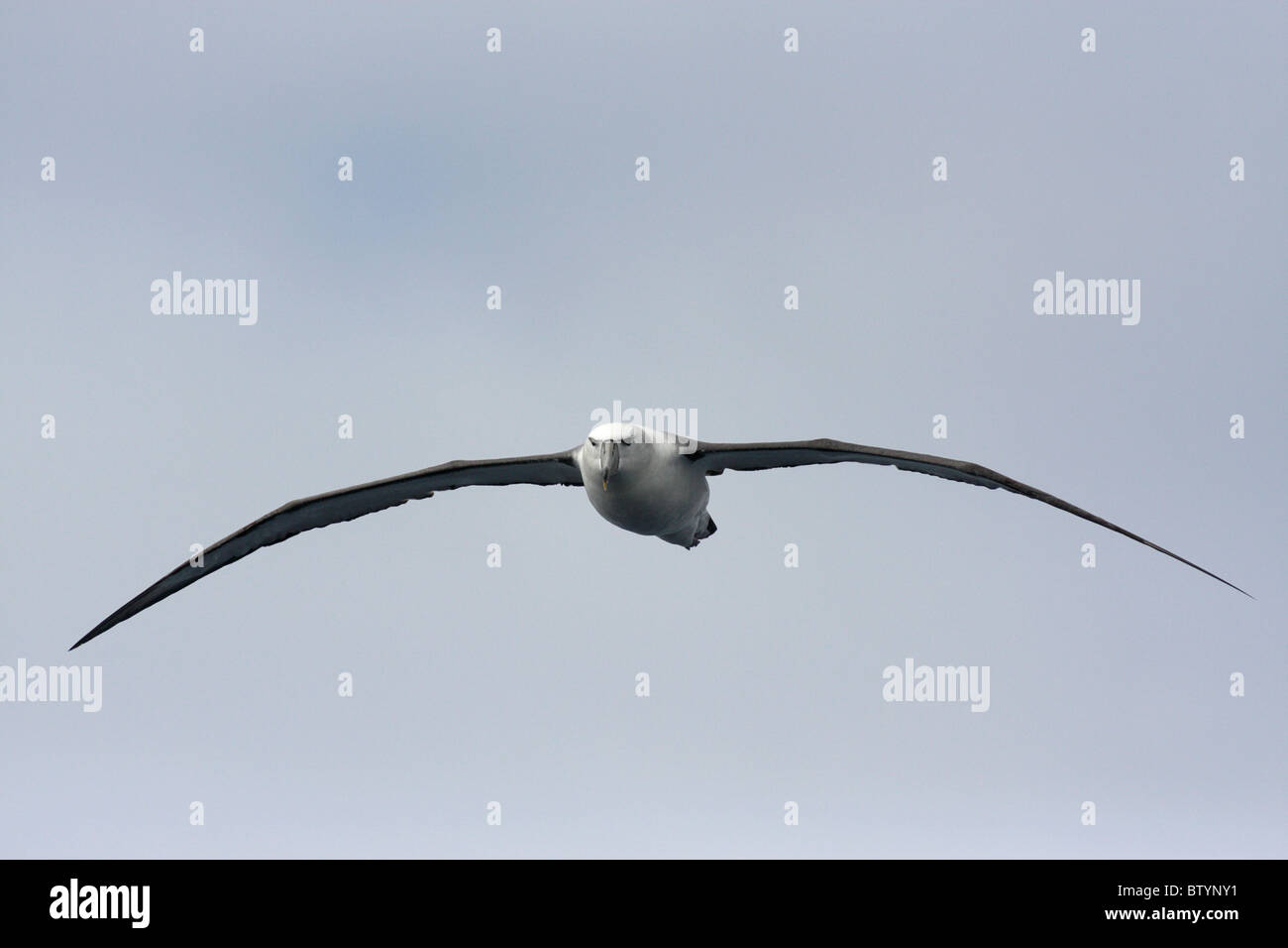 shy albatross in flight over sea Stock Photo - Alamy