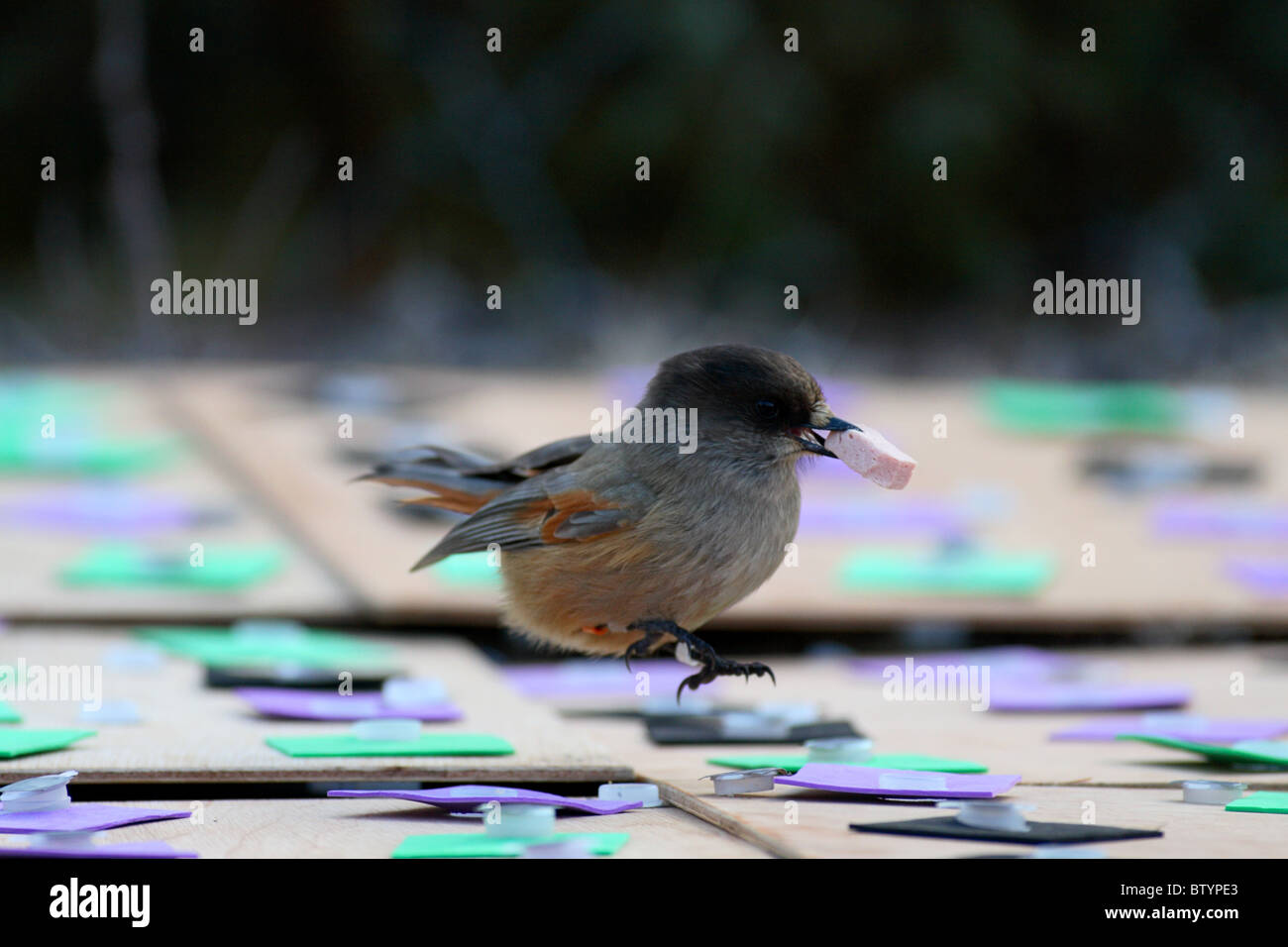 a wild bird picking food from tubes in a scientific set up Stock Photo ...