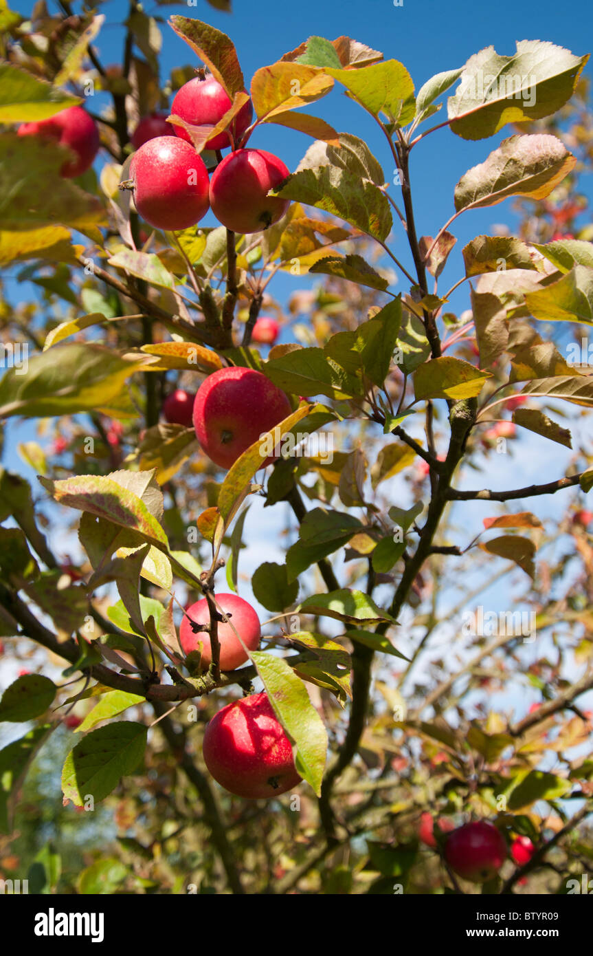 Discovery variety apples on apple tree Stock Photo - Alamy