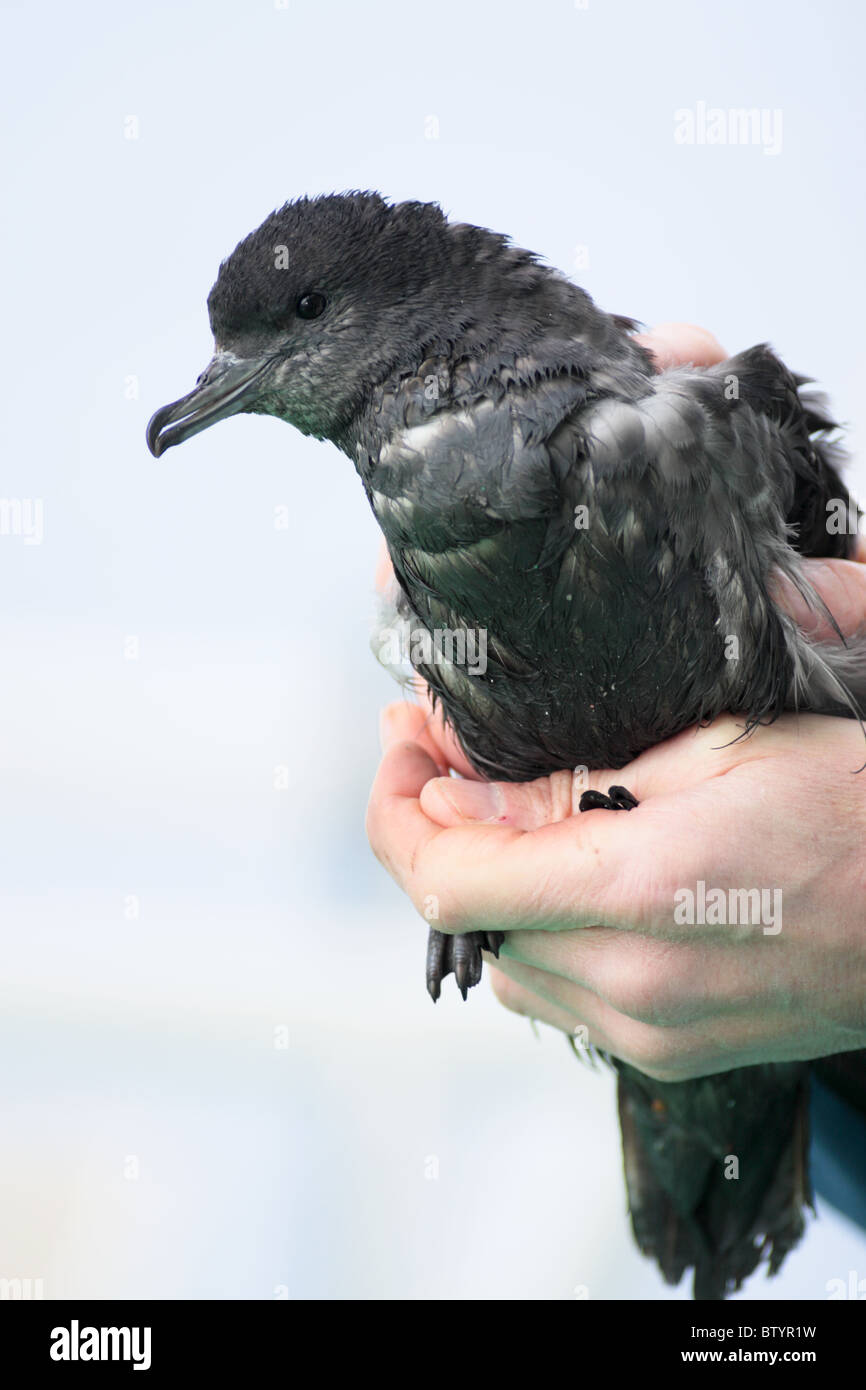 a seabird in hand after colliding with ship during night Stock Photo ...