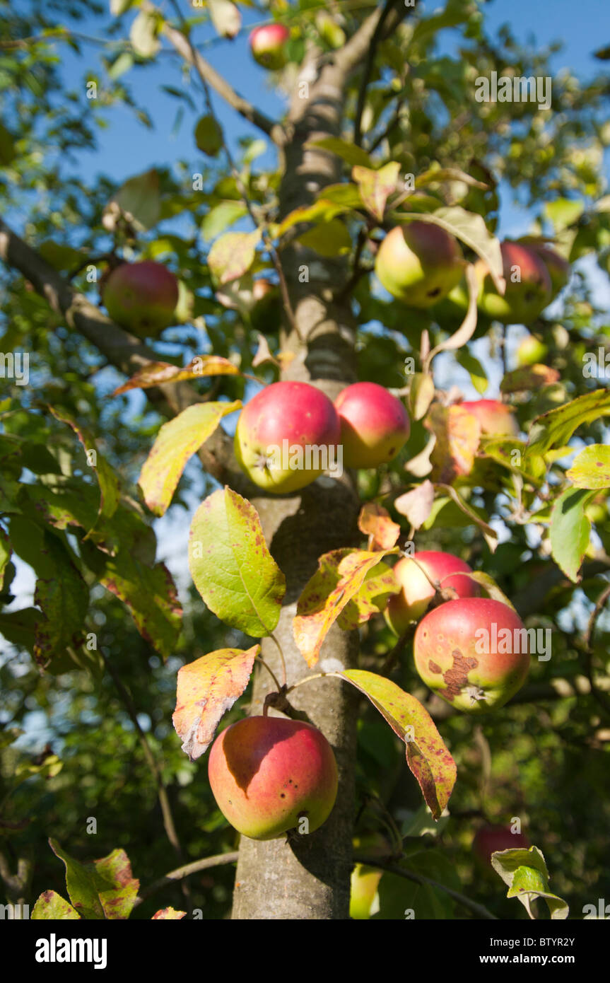 Discovery variety apples hi-res stock photography and images - Alamy