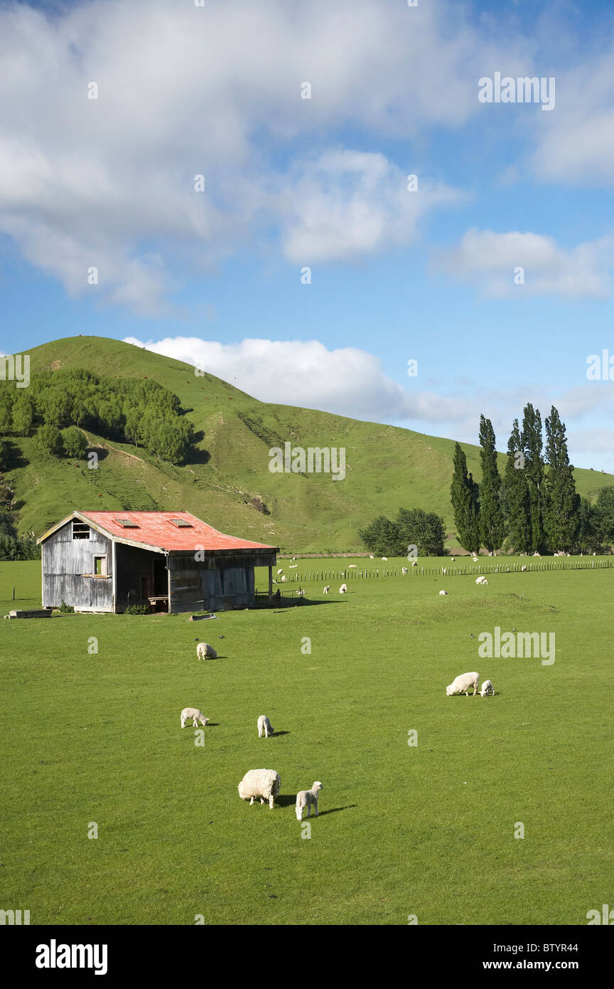 Old Farm Building, sheep and farmland, near Te Karaka, Eastland, North ...