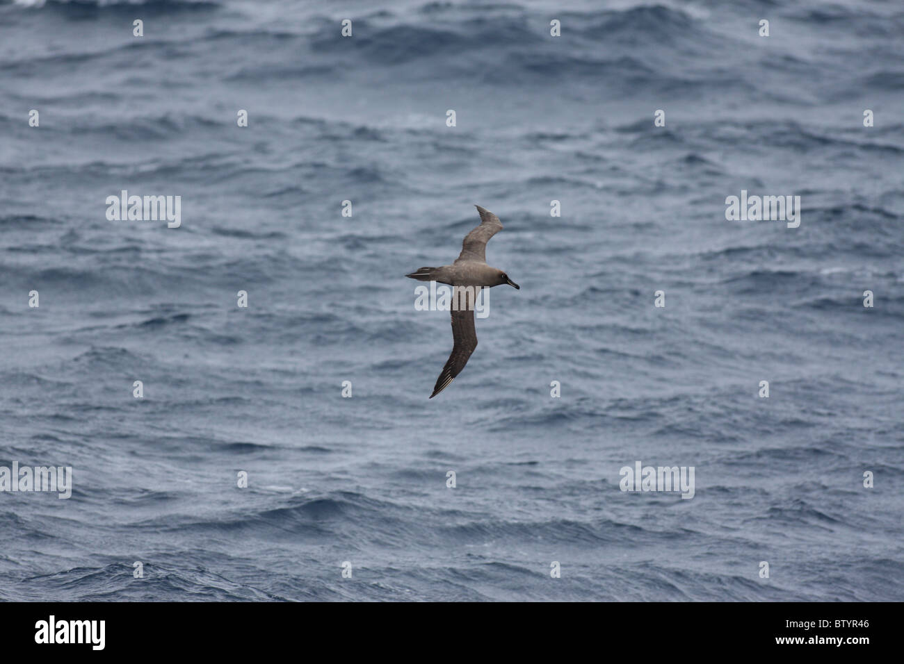 Phoebetria fusca hi-res stock photography and images - Alamy