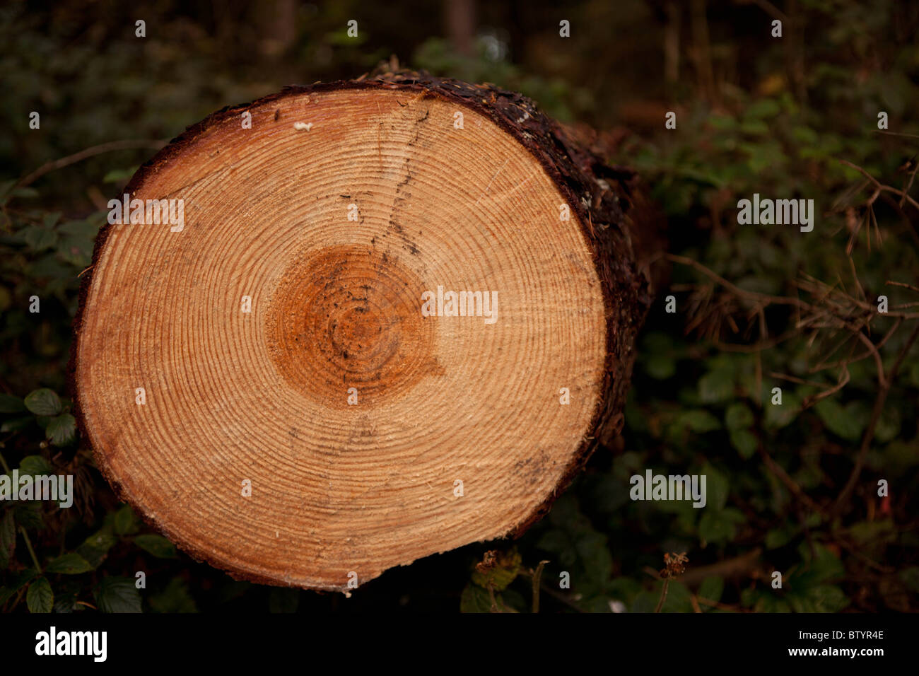 Tree Pine Log Stock Photo - Alamy