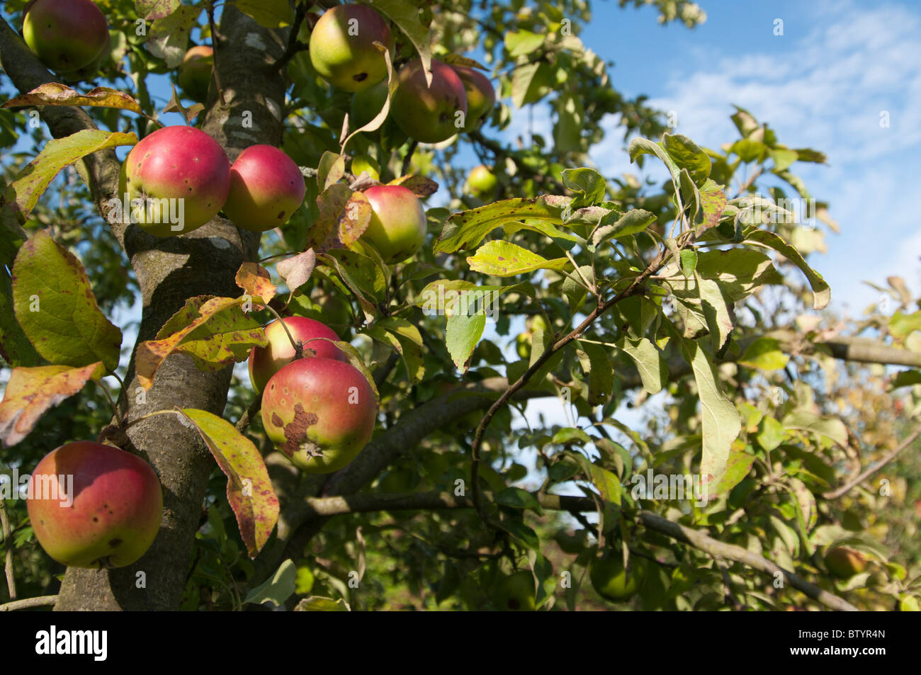 Discovery variety apples hi-res stock photography and images - Alamy