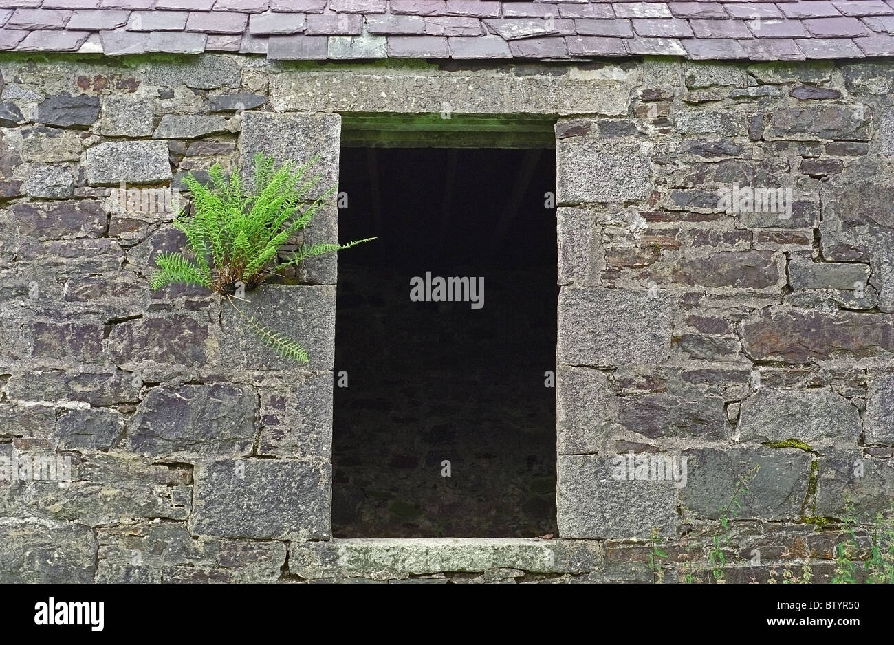 Empty Window void with Fern growing from the wall of a Traditional ...