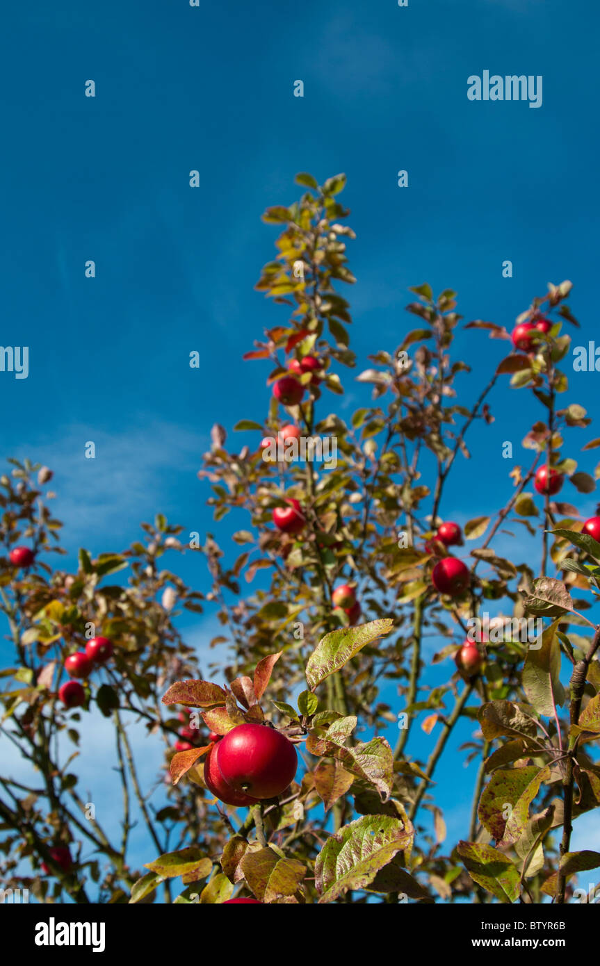Uk apple discovery tree hi-res stock photography and images - Alamy