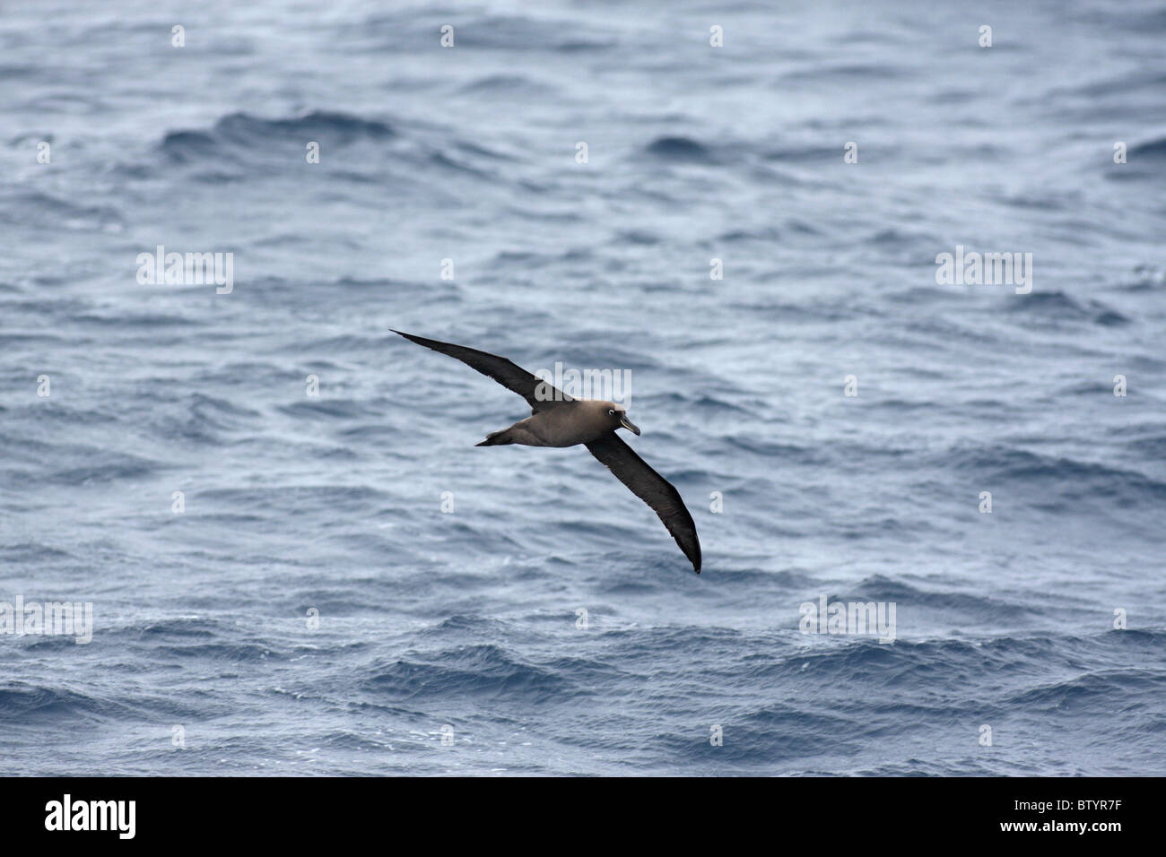 Sooty albatross phoebetria fusca hi-res stock photography and images ...