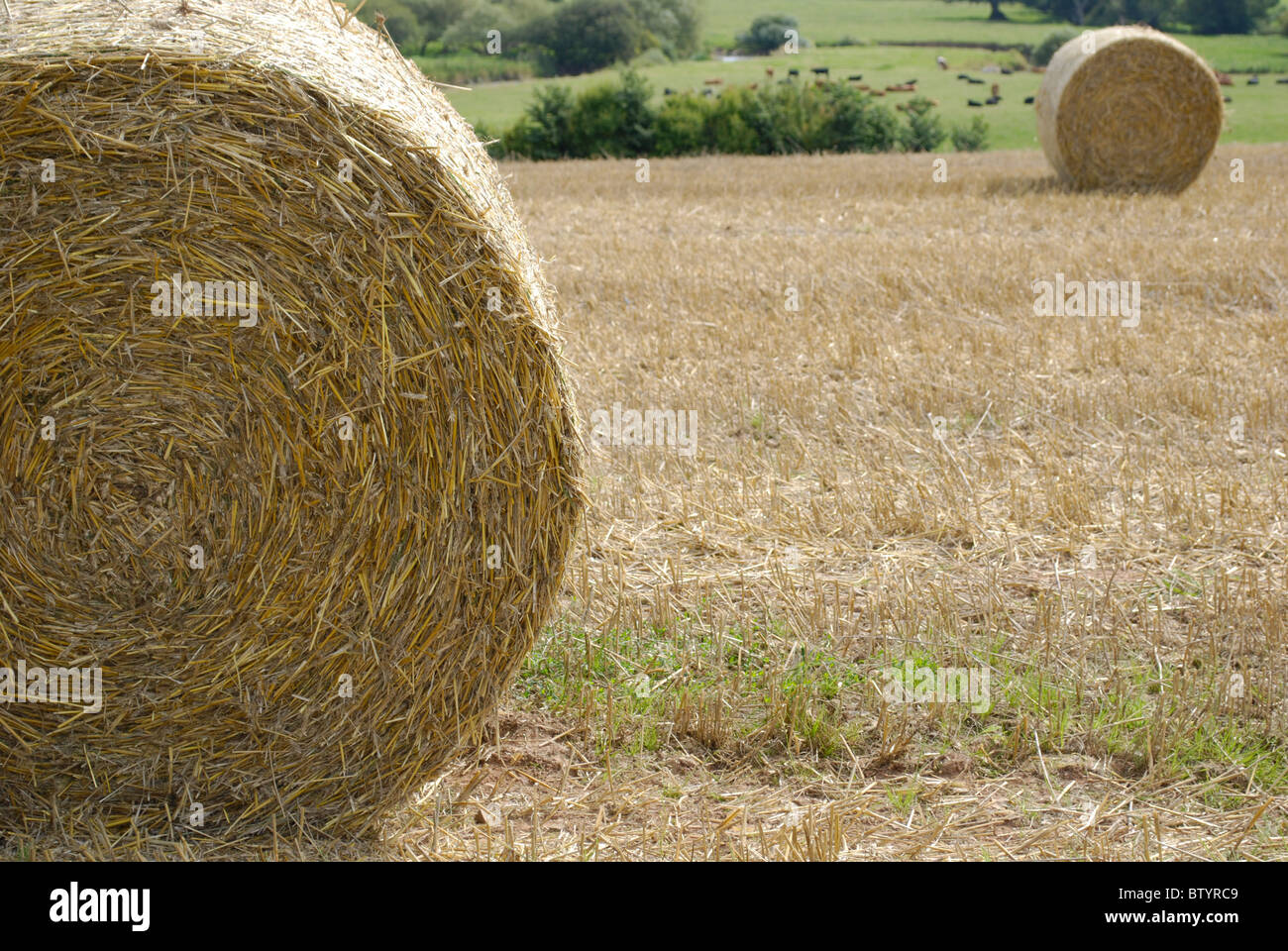 Circular hay hi-res stock photography and images - Alamy