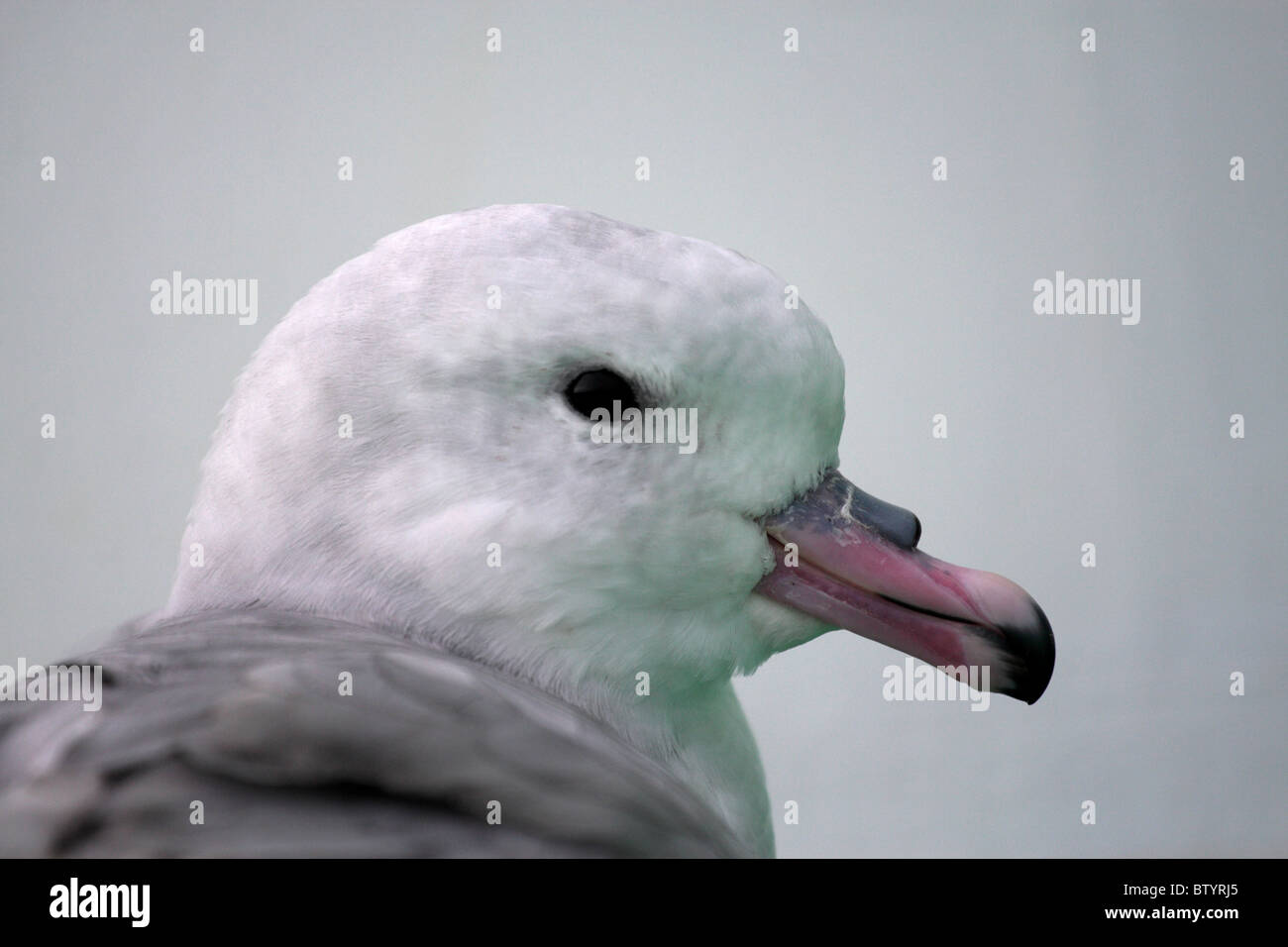 Seabird profile hi-res stock photography and images - Alamy