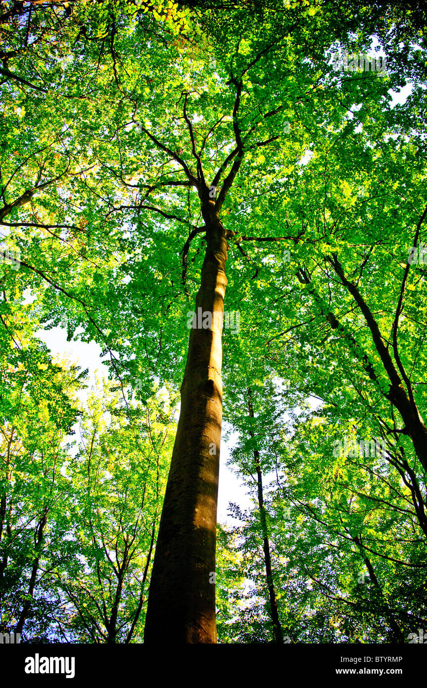 sunlight being detectable in trees in the forest Stock Photo - Alamy