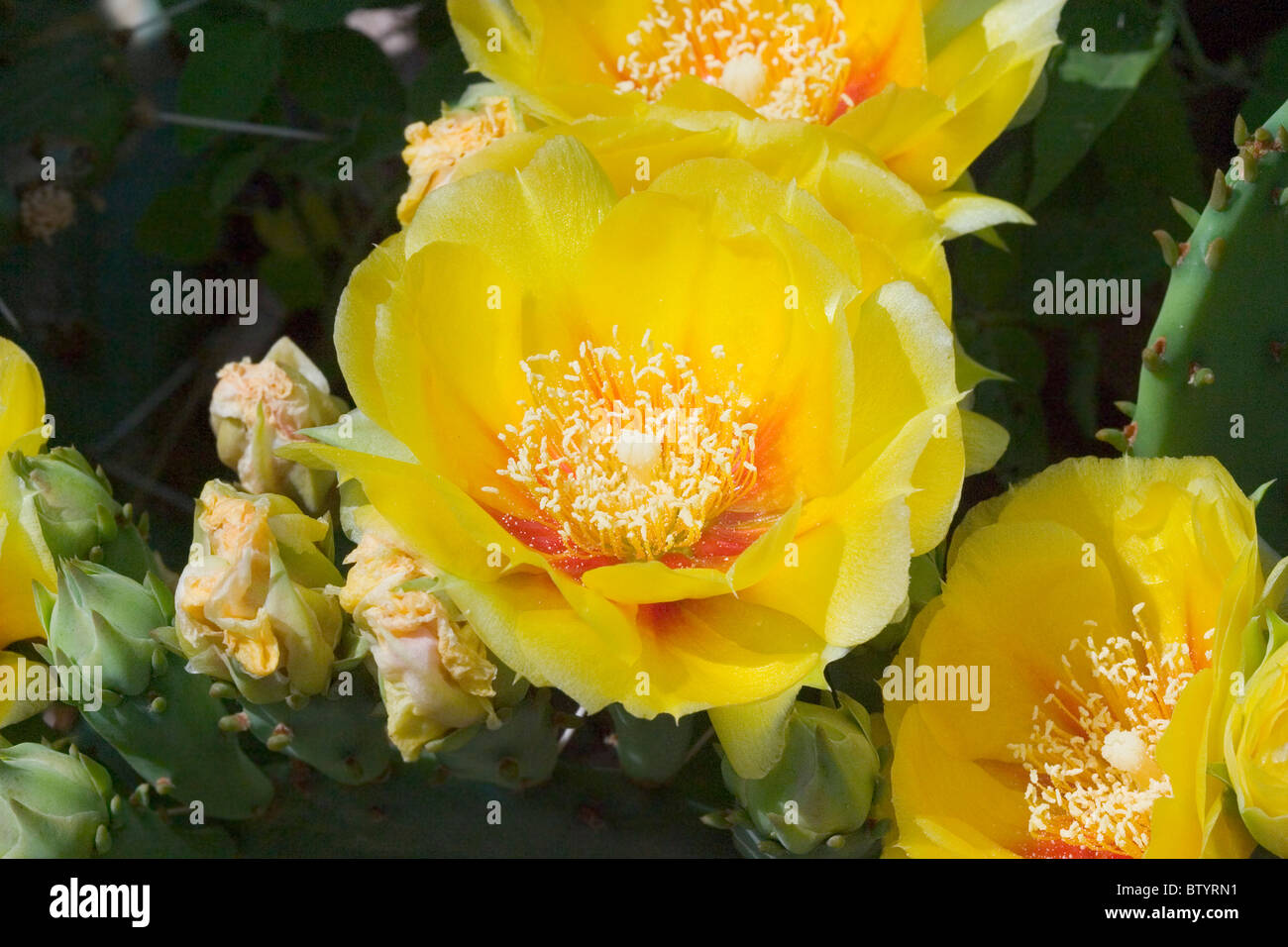 Eastern Prickly Pear cactus Stock Photo - Alamy