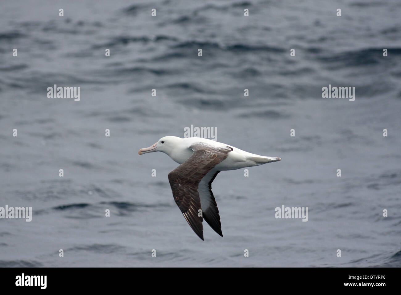royal albatross flying over sea Stock Photo - Alamy