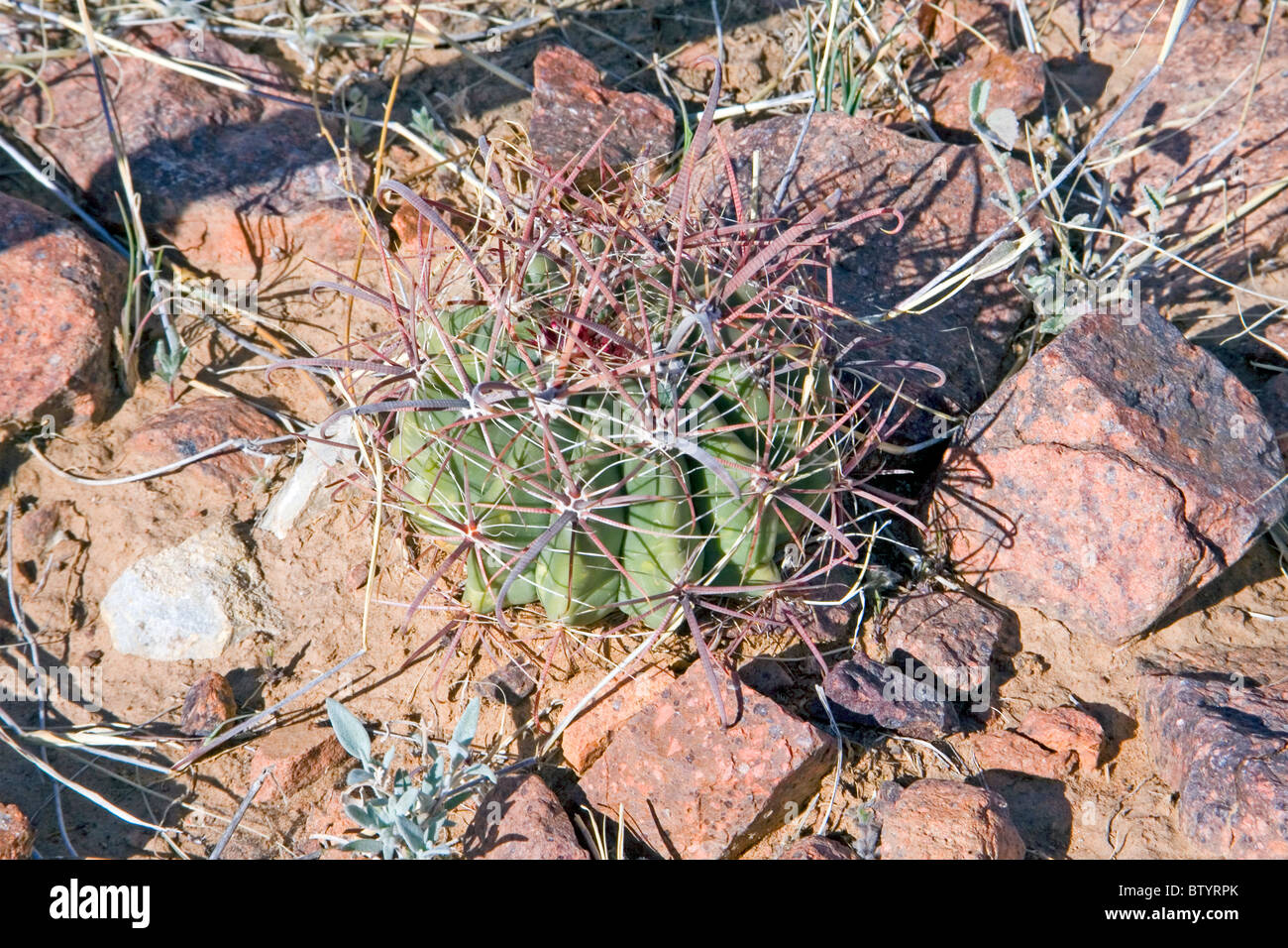 Small barrel cactus hi-res stock photography and images - Alamy