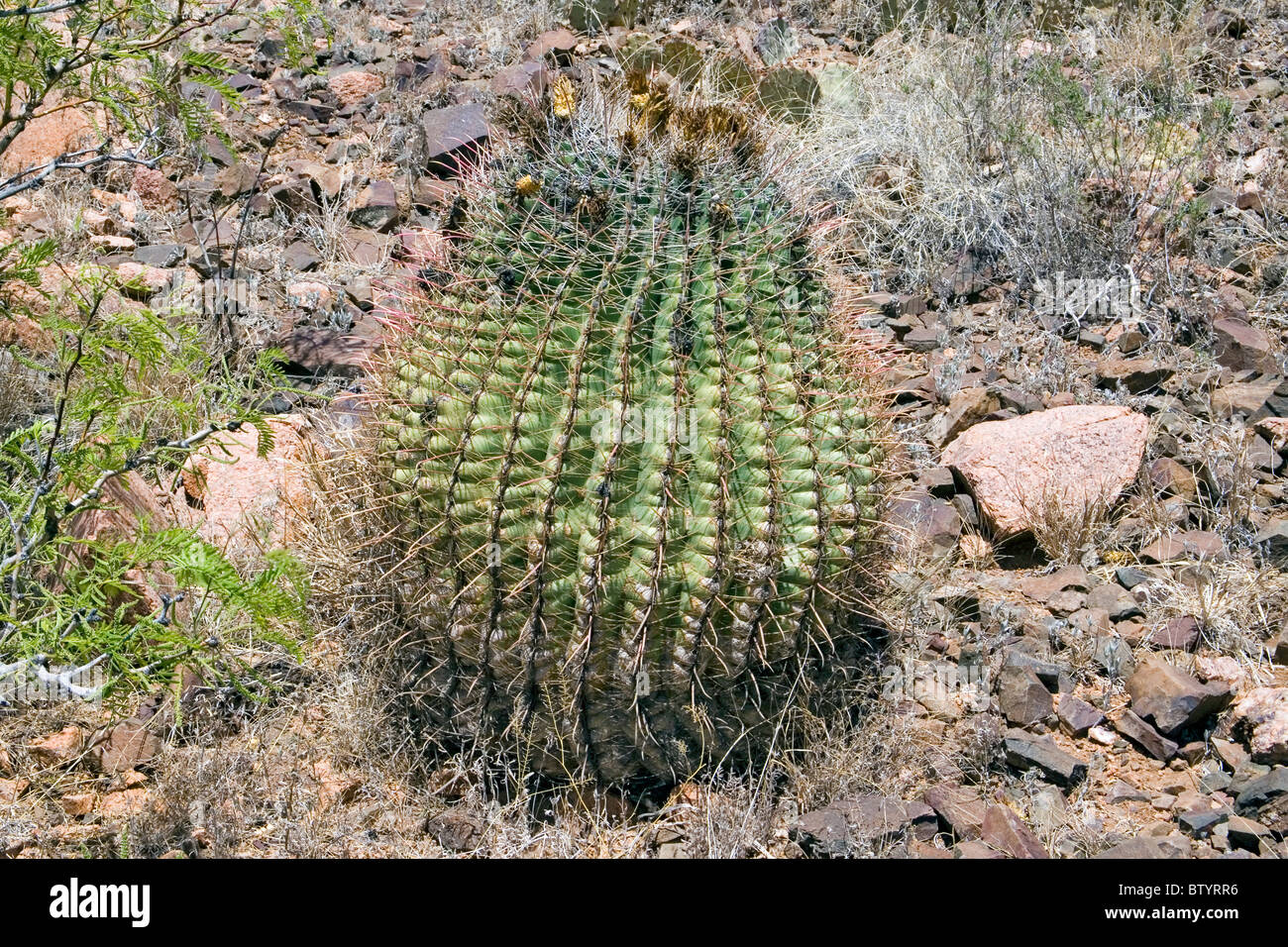 Fishhook barrel cactus hi-res stock photography and images - Alamy