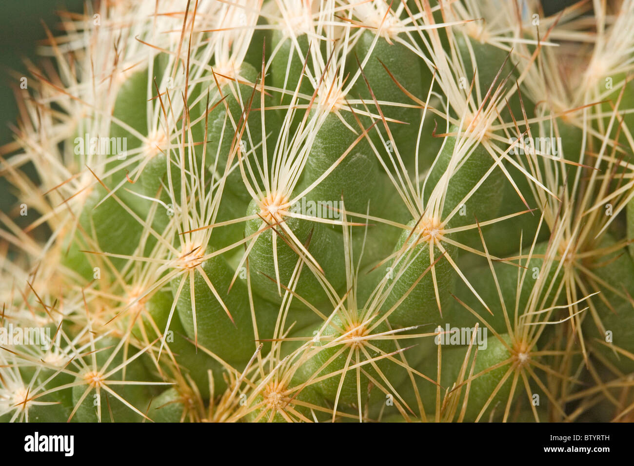 Beehive cactus plant hi-res stock photography and images - Alamy