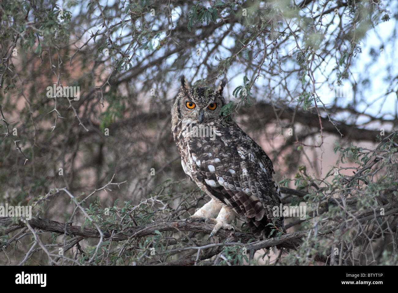 owl sitting in tree close up Stock Photo - Alamy