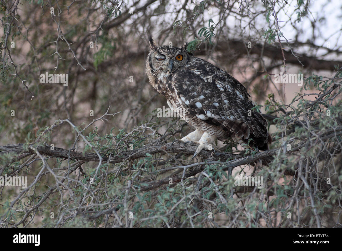 Owl sitting in tree hi-res stock photography and images - Alamy