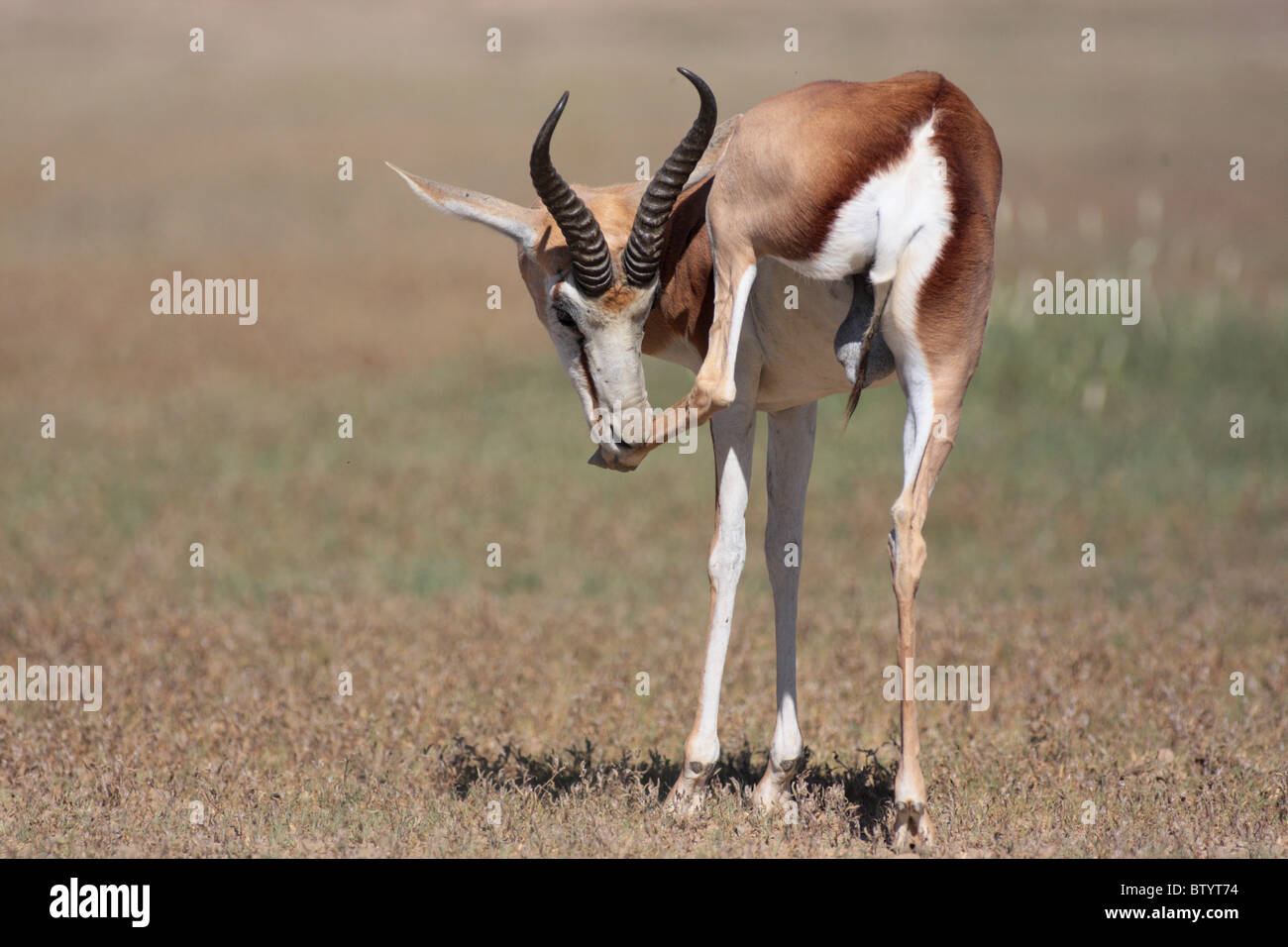 Deer leg hi-res stock photography and images - Alamy
