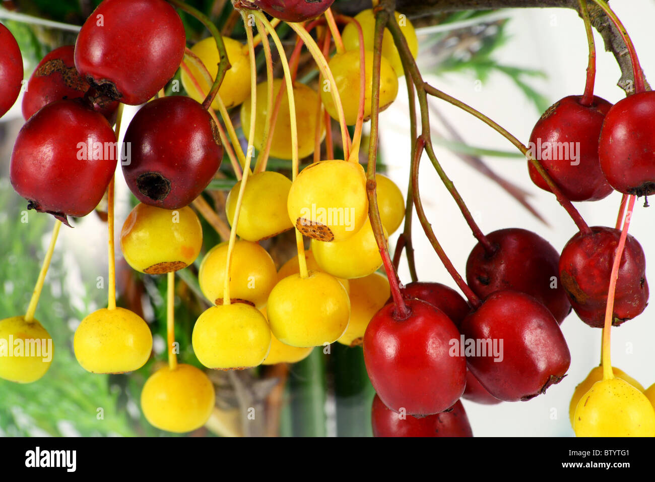 Red and yellow wood berries Stock Photo - Alamy