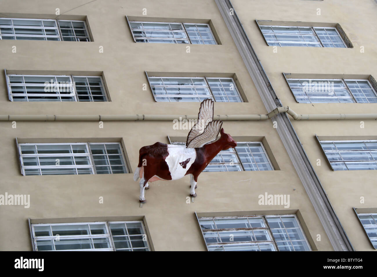 Cow on a house wall Stock Photo - Alamy
