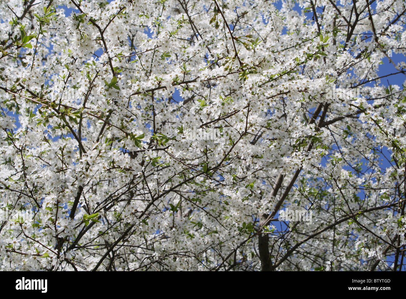 Blossoming European cherry background Stock Photo - Alamy
