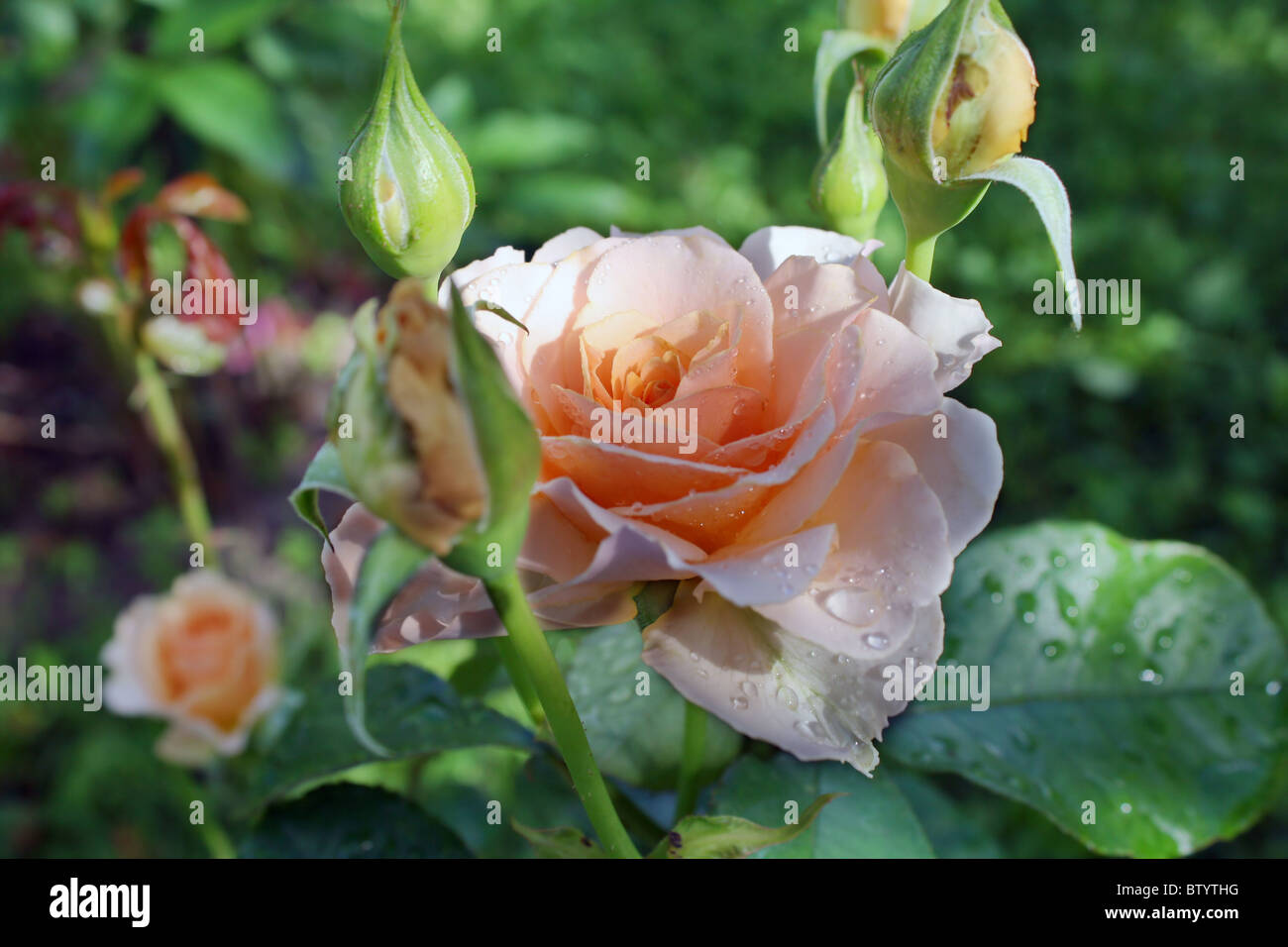 Fine morning rose Stock Photo - Alamy