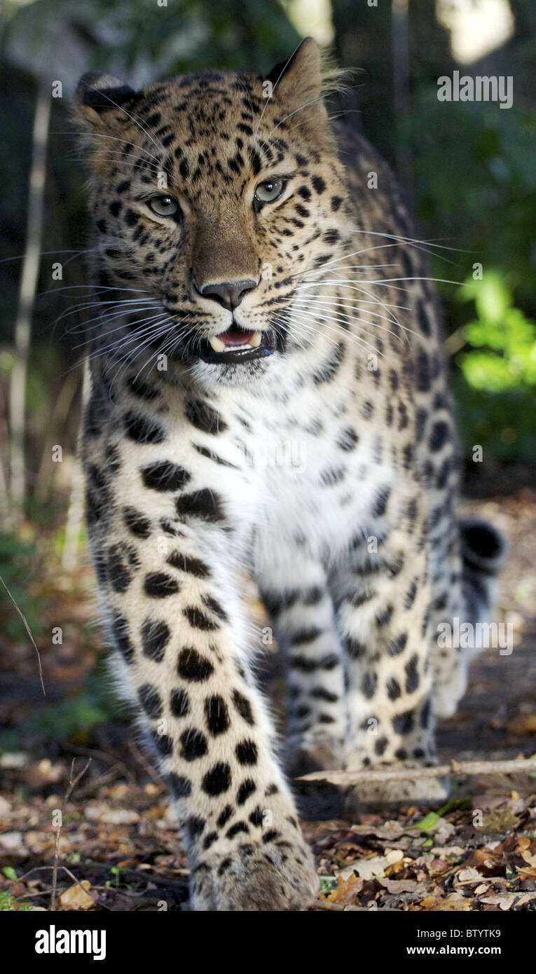 Amur leopard walking camera hi-res stock photography and images - Alamy