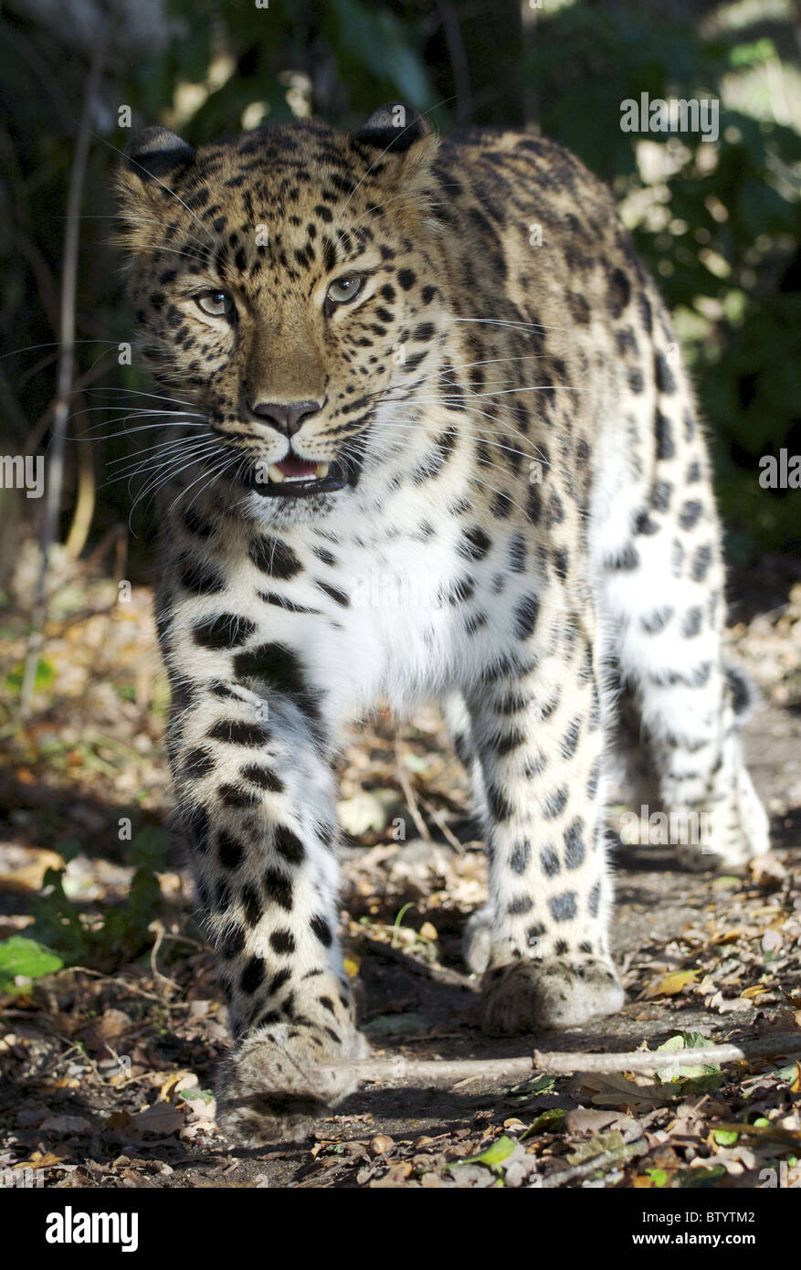Amur leopard walking camera hi-res stock photography and images - Alamy