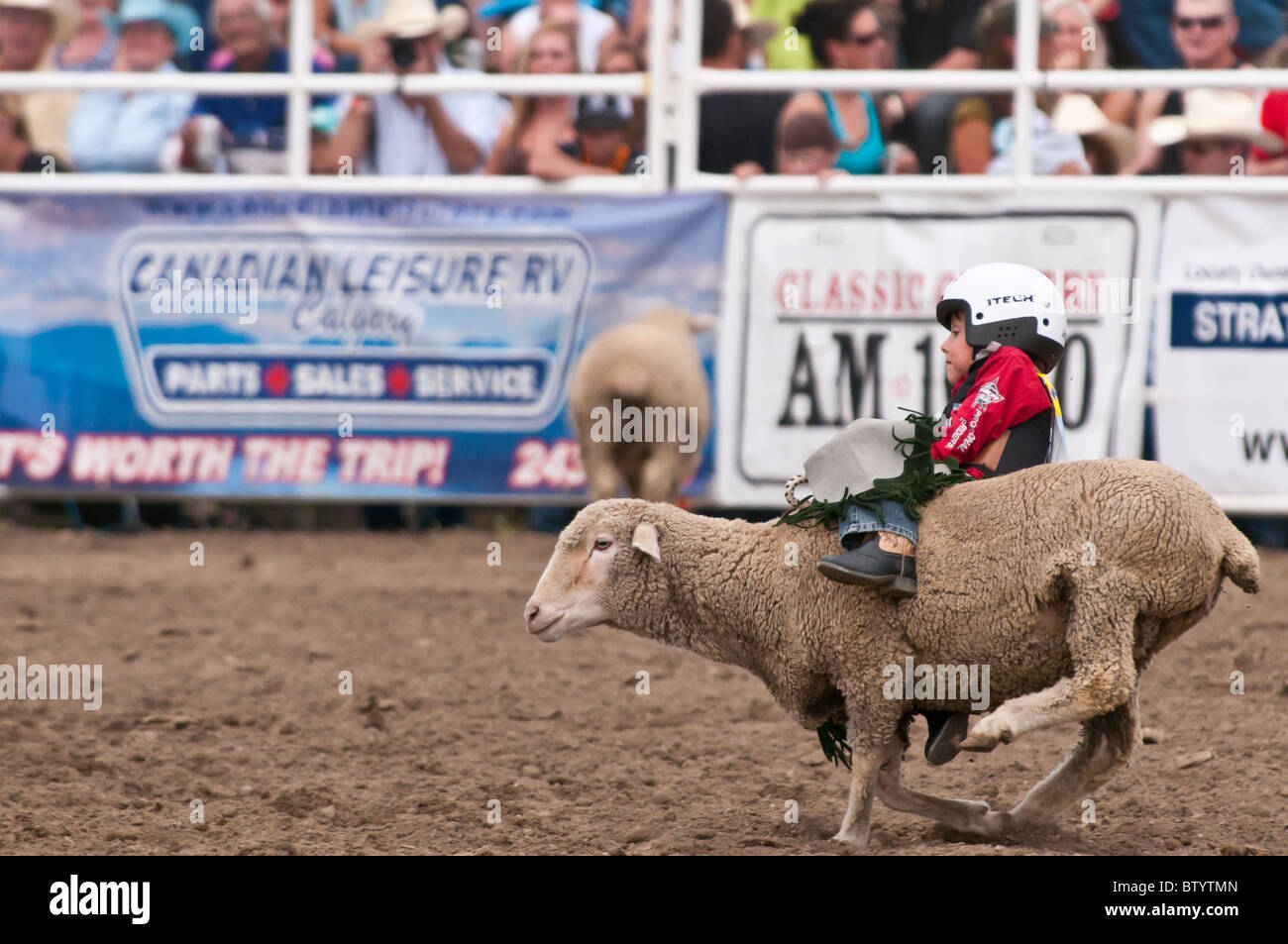 Mutton busting event, children riding sheep, Strathmore Heritage Days ...