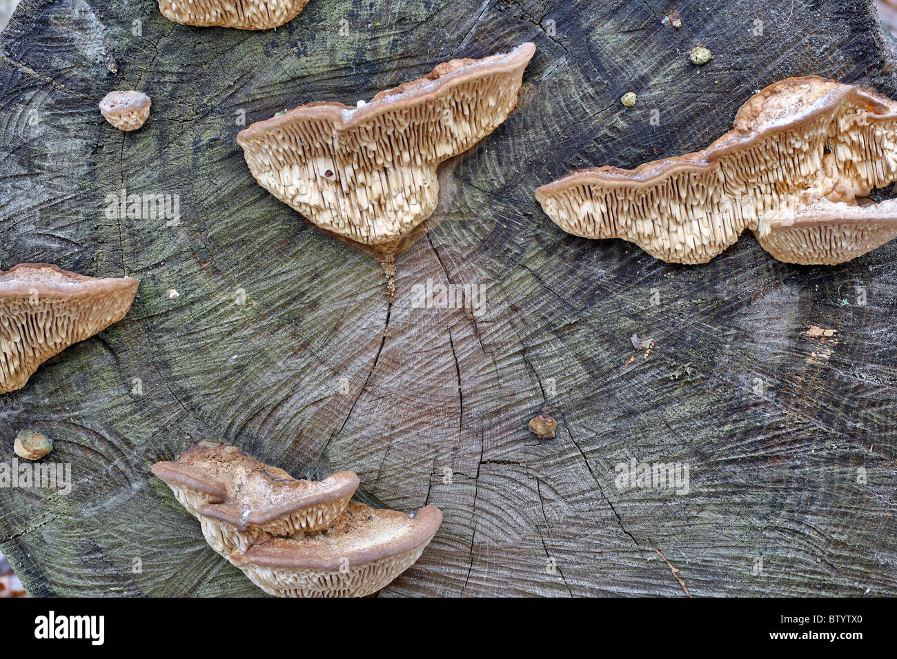 Wood mushrooms on a stub background Stock Photo - Alamy