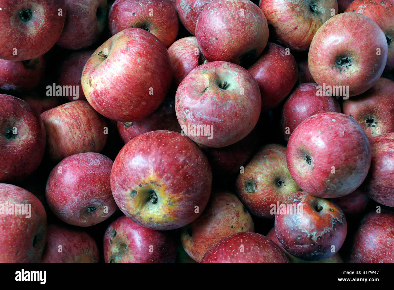 Apple "Mela Annurca Stock Photo - Alamy