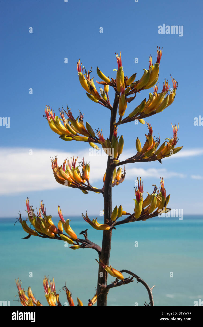Flax Flowers, Cape Palliser, Wairarapa, North Island, New Zealand Stock ...