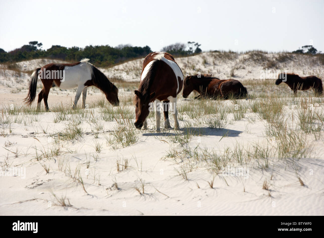 Wild ponies on the beach. Assateague Island National Seashore Stock ...