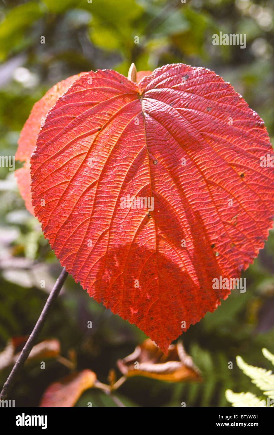 Hobblebush leaves in fall color Stock Photo - Alamy