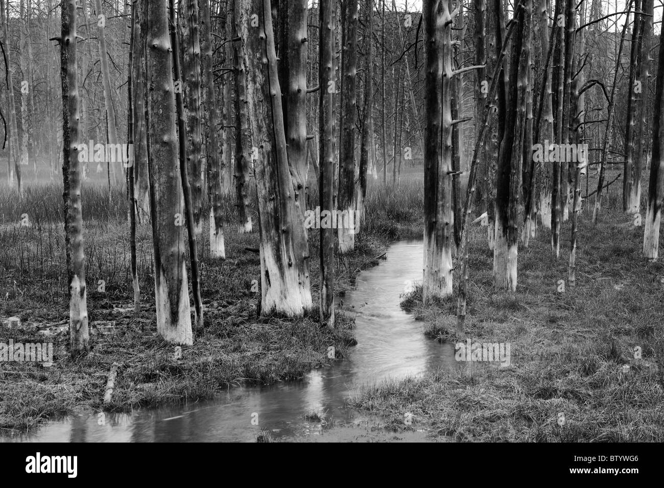 Black & White landscape of a stream and some dead trees in Yellowstone ...