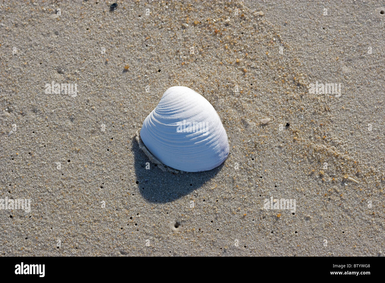 a seashell lies on a pristine Atlantic beach Stock Photo - Alamy
