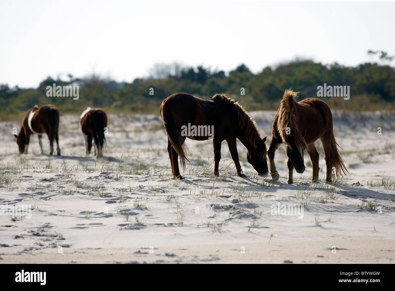 Wild ponies on the beach. Assateague Island National Seashore Stock ...