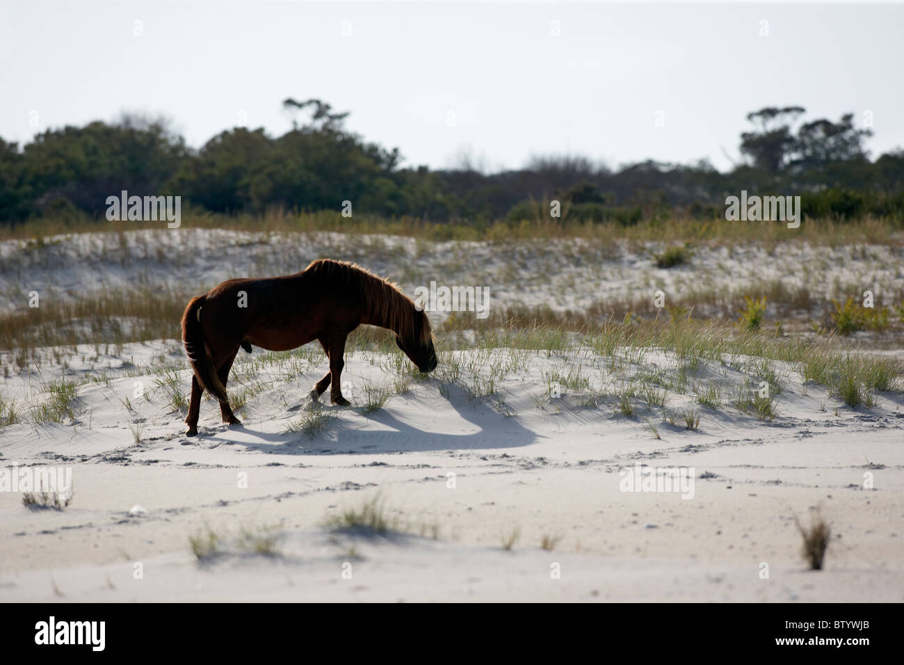 Chincoteague pony beach hi-res stock photography and images - Alamy