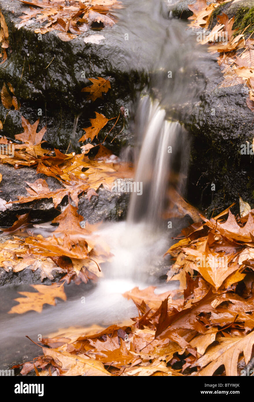 Waterfall and fallen oak leaves Stock Photo - Alamy