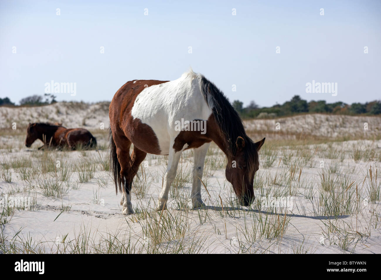 Wild pony on the beach. Assateague Island National Seashore Stock Photo ...