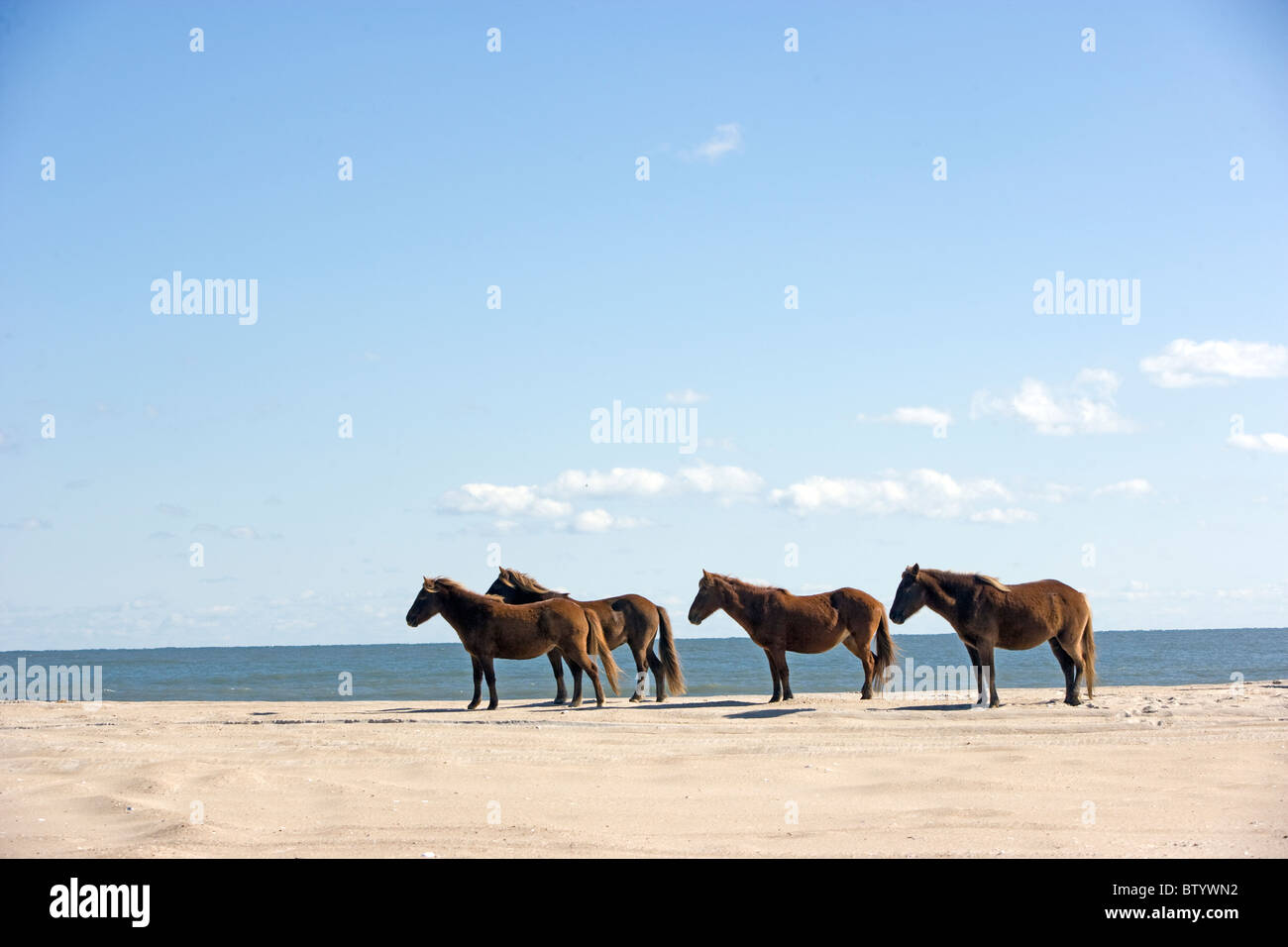 Wild ponies on the beach. Assateague Island National Seashore Stock ...