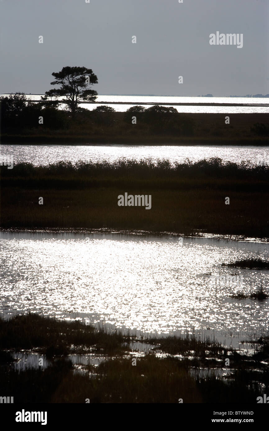 silhouette of a salt marsh on Assateague island National Seashore Stock ...